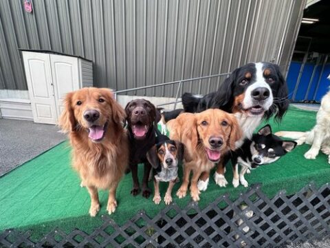 Hamden Barking Lot